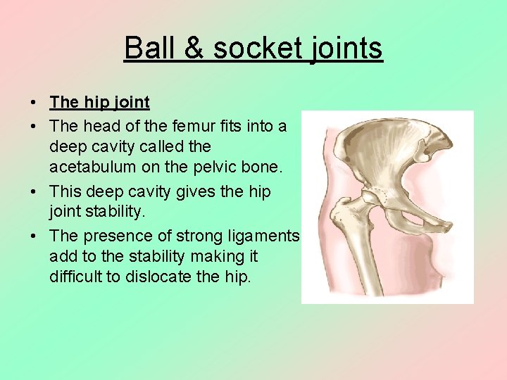 THE SKELETON Objectives Identify the bones that articulate