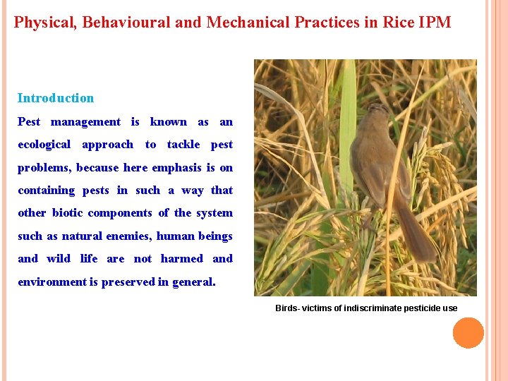 Physical Behavioural and Mechanical Practices in Rice IPM
