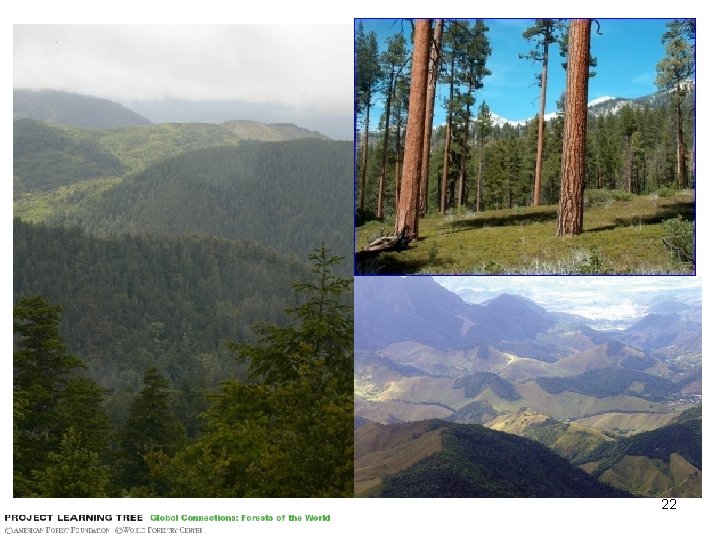 Global Connections Forests of the World Activity 2