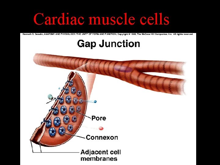 PLASMA MEMBRANE Main component is the PHOSPHOLIPID Phosphate