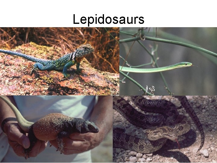 Lepidosaurs Lepidosaurs Diapsids Unifying synapomorphies scales ...