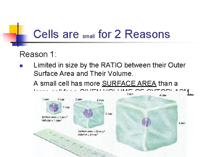 The Cell The basic unit of life TAKS