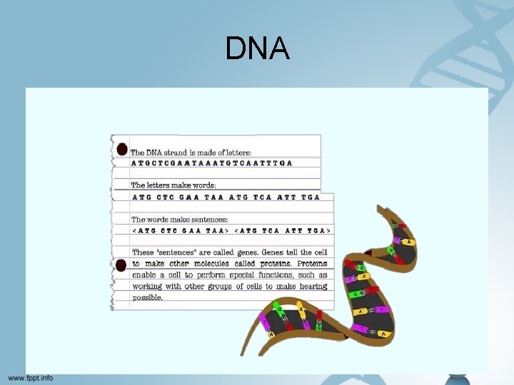 Unit 2 1 BASIC PRINCIPLES OF HUMAN GENETICS