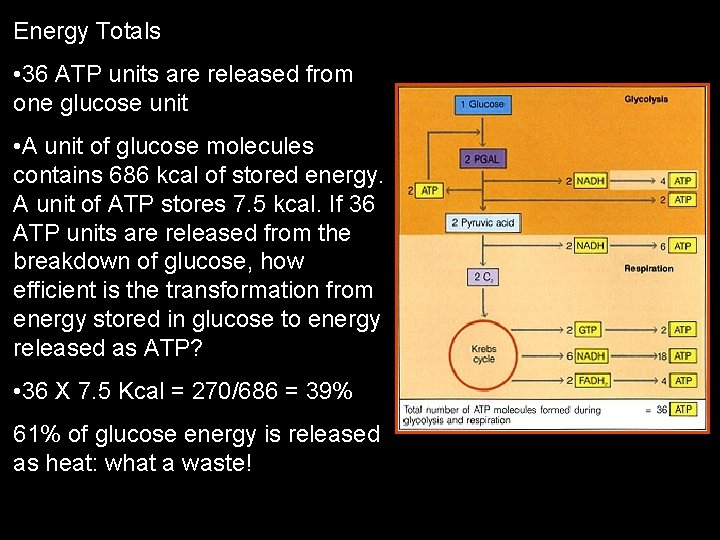 Cellular Respiration Converting Chemical Energy from Carbohydrates into