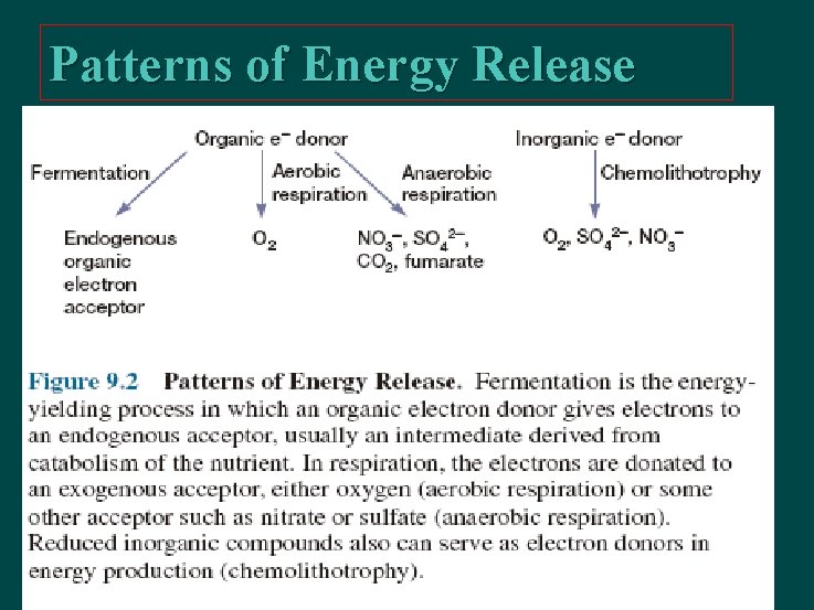 Chapter 7 Microbial Metabolism FFY CONTENT An Overview