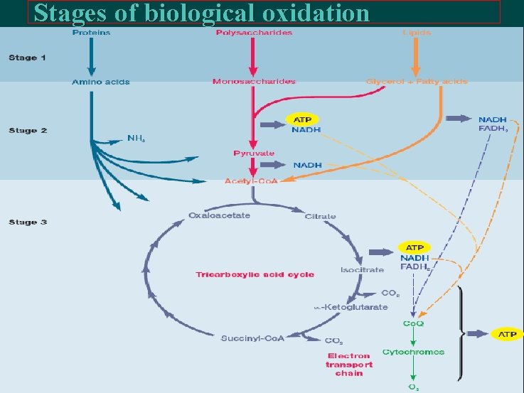 Chapter 7 Microbial Metabolism FFY CONTENT An Overview