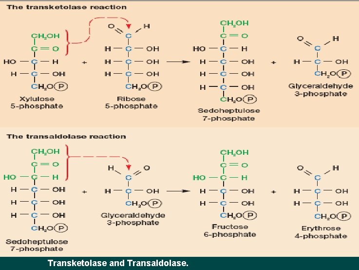 Chapter 7 Microbial Metabolism FFY CONTENT An Overview
