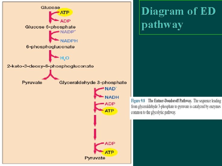 Chapter 7 Microbial Metabolism FFY CONTENT An Overview