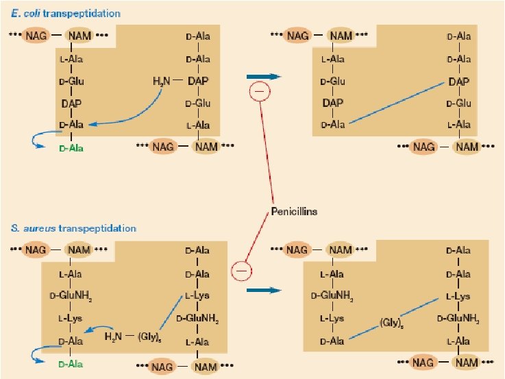 Chapter 7 Microbial Metabolism FFY CONTENT An Overview