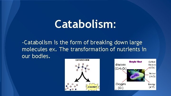 Section 3 1 Metabolism and Energy What is