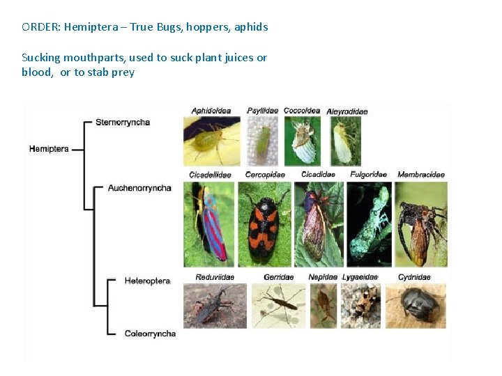 Vericrustacea Protura Coneheads Collembola Springtails Diplura ...
