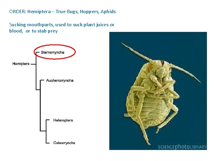 Vericrustacea Protura Coneheads Collembola Springtails Diplura ...