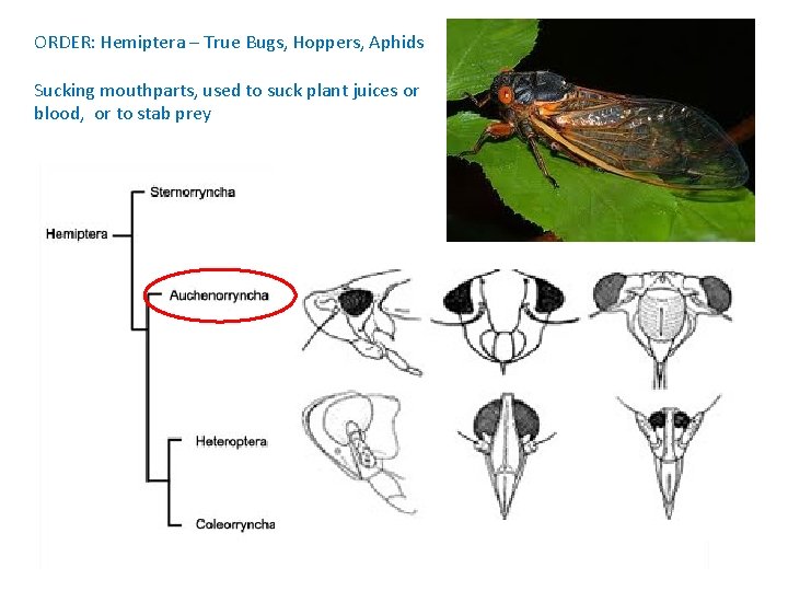 Vericrustacea Protura Coneheads Collembola Springtails Diplura ...