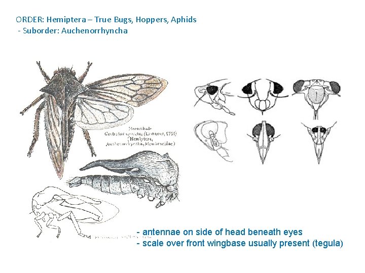 Vericrustacea Protura Coneheads Collembola Springtails Diplura ...
