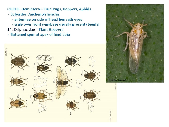 Vericrustacea Protura Coneheads Collembola Springtails Diplura ...