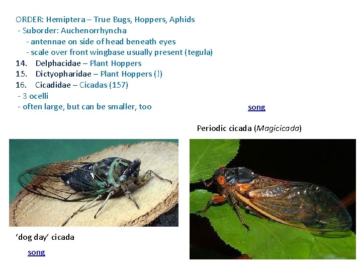 Vericrustacea Protura Coneheads Collembola Springtails Diplura ...