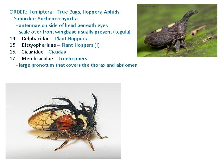 Vericrustacea Protura Coneheads Collembola Springtails Diplura ...