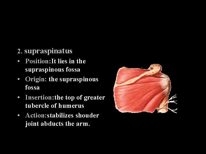 Chapter 3 Myology Lecture by Liu Jiao Binzhou