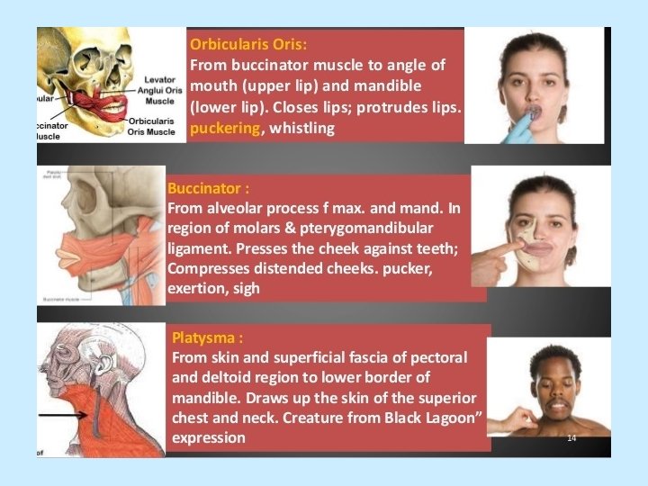 FACE AND SCALP Objectives 1 Name the branches