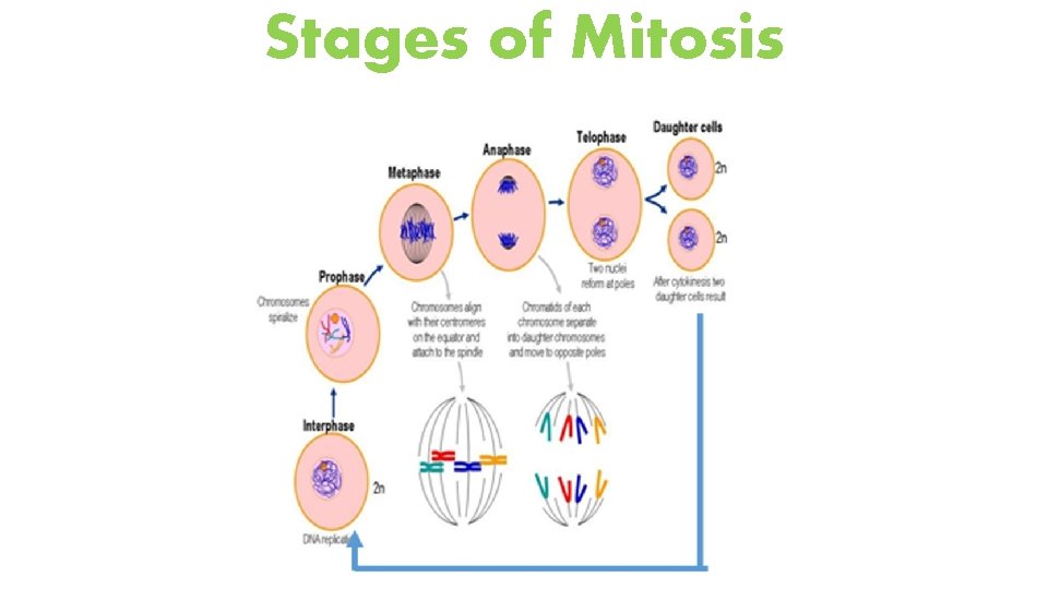 National 5 Unit 1 revision Unit 1 Cell