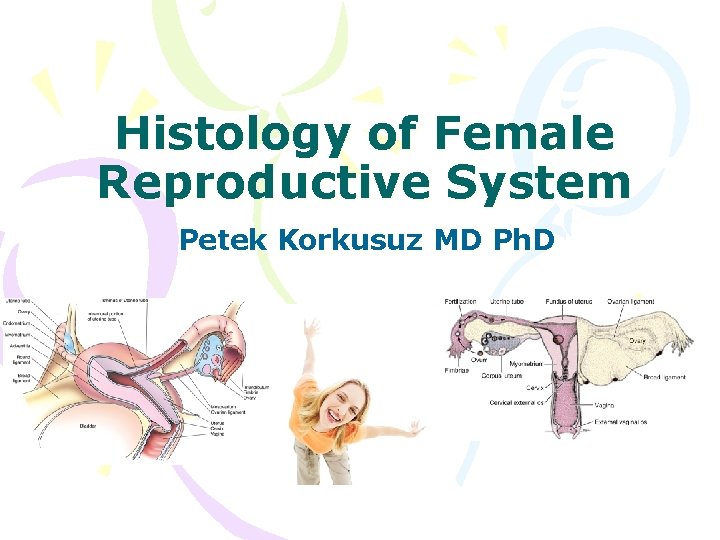 Histology of Female Reproductive System Petek Korkusuz MD