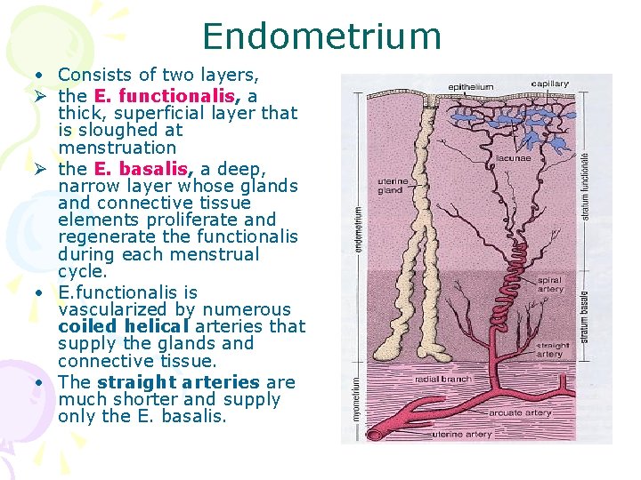 Histology of Female Reproductive System Petek Korkusuz MD