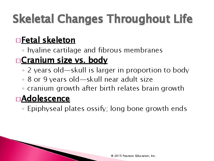 Joints and Developmental Aspects of the Human Skeleton