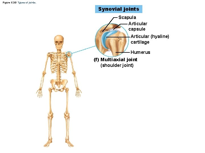 Joints and Developmental Aspects of the Human Skeleton