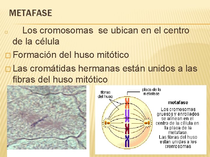DIVISIN CELULAR I IMPORTANCIA MITOSIS Desarrollo embrionario Crecimiento