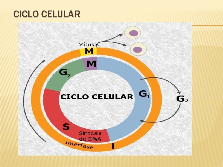 DIVISIN CELULAR I IMPORTANCIA MITOSIS Desarrollo embrionario Crecimiento