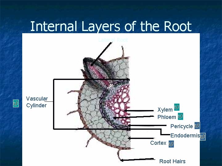 Plant Anatomy Roots Part 2 Objectives Topics n