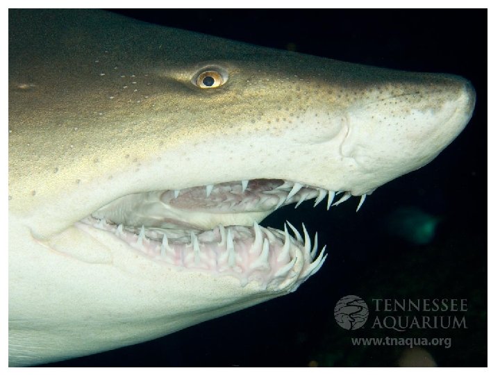 Unit 7 Exam Review 1 Chondrichthyes cartilage fish