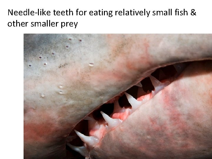 Unit 7 Exam Review 1 Chondrichthyes cartilage fish