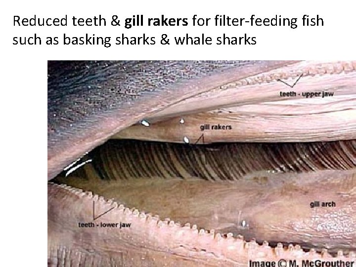 Unit 7 Exam Review 1 Chondrichthyes cartilage fish