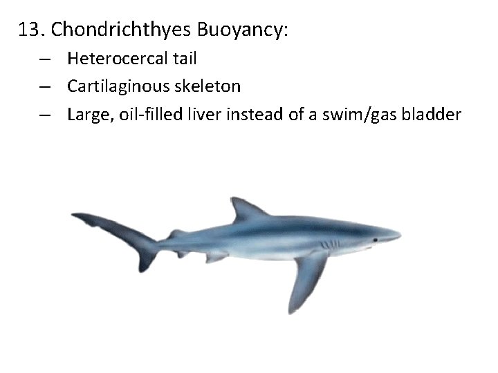 Unit 7 Exam Review 1 Chondrichthyes cartilage fish