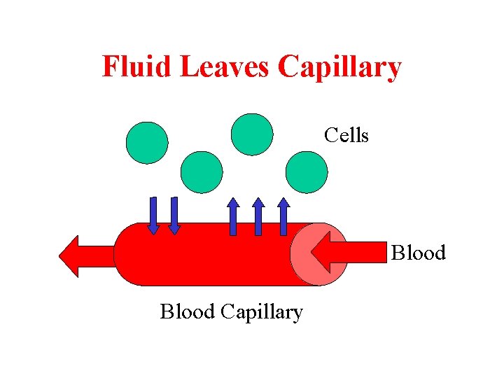 Lymphatic System and Immunity Fluid Leaves Capillary Cells