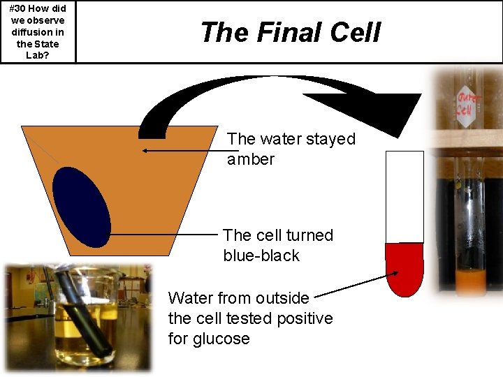 30 How did we observe diffusion in the