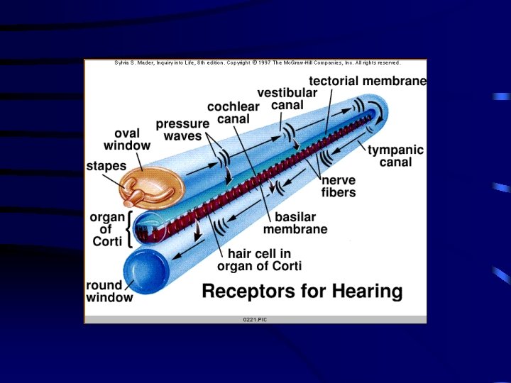 CHAPTER 14 THE SENSES RECEPTORS RECEIVE INFORMATION AND