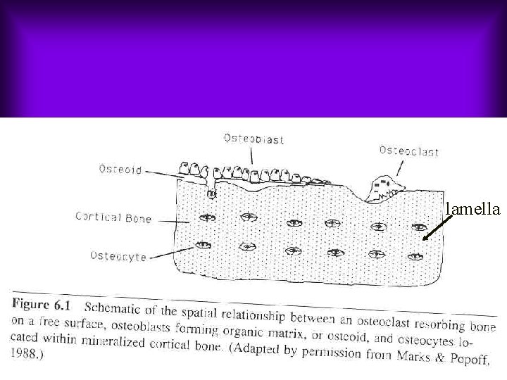 Bone Structure and Development Readings Frankel and Nordin