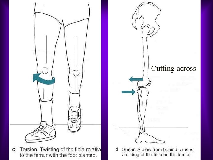 Bone Structure and Development Readings Frankel and Nordin