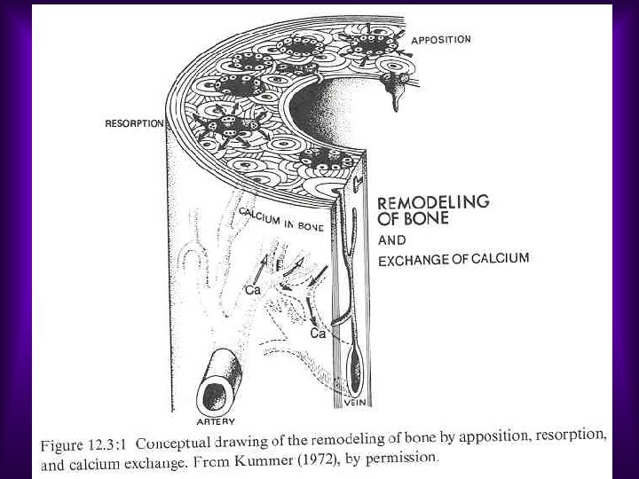Bone Structure and Development Readings Frankel and Nordin