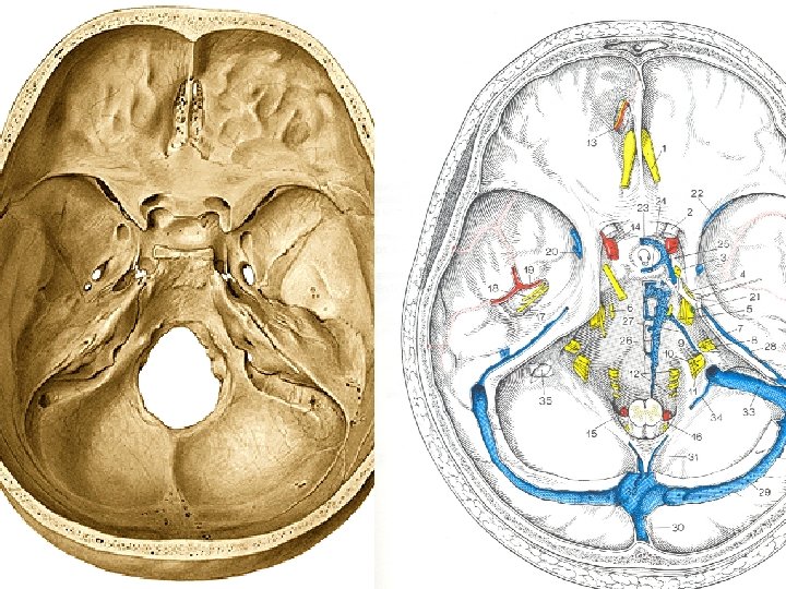REGIONAL ANATOMY OF THE HEAD CALVARIA Regio frontalis