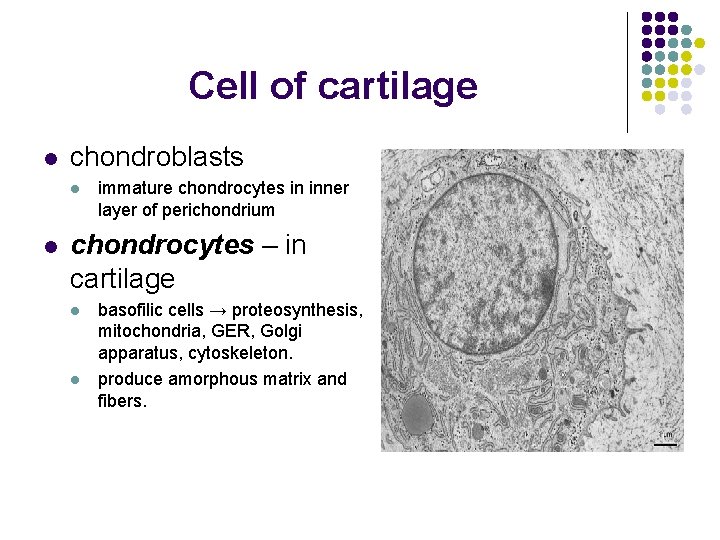 Cartilage and bone l l l Mechanic and