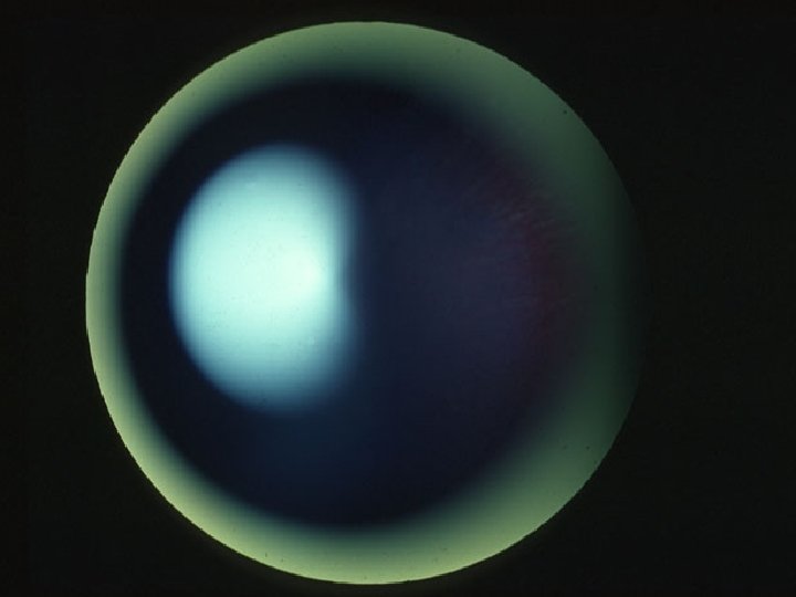 PHYL 2027 Saccadic Oscillations and the Avian Pecten