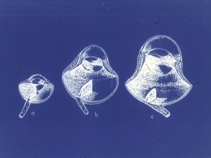 PHYL 2027 Saccadic Oscillations and the Avian Pecten