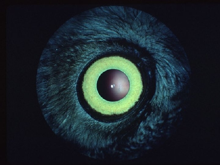 PHYL 2027 Saccadic Oscillations and the Avian Pecten