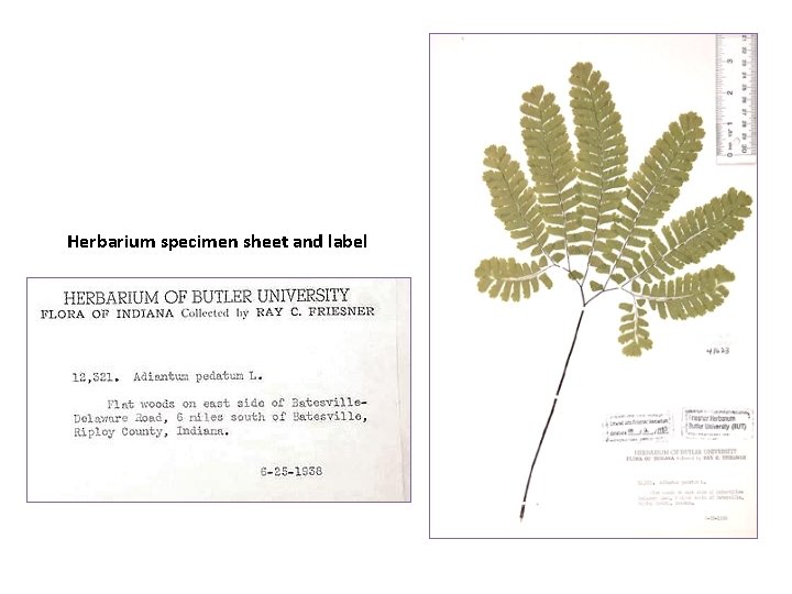 Databasing and Digitization of a Smaller Herbarium at