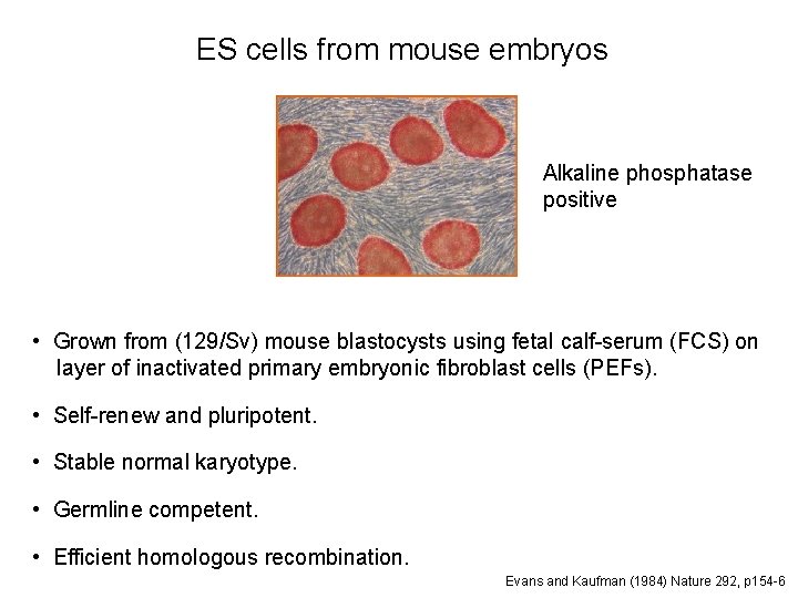 Lecture 2 Embryonic stem cells Programming and Reprogramming