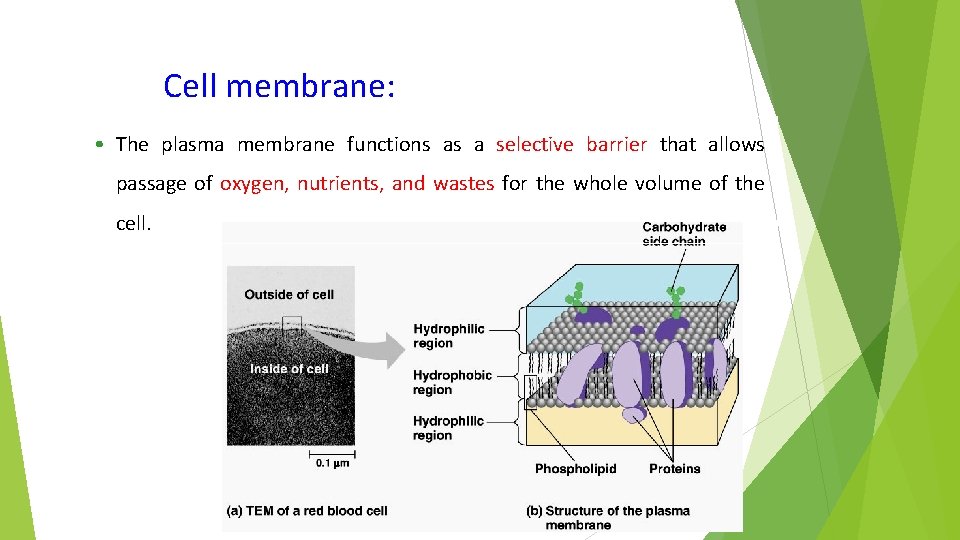Cell organelles 7 Peroxisomes contain enzymes that transfer