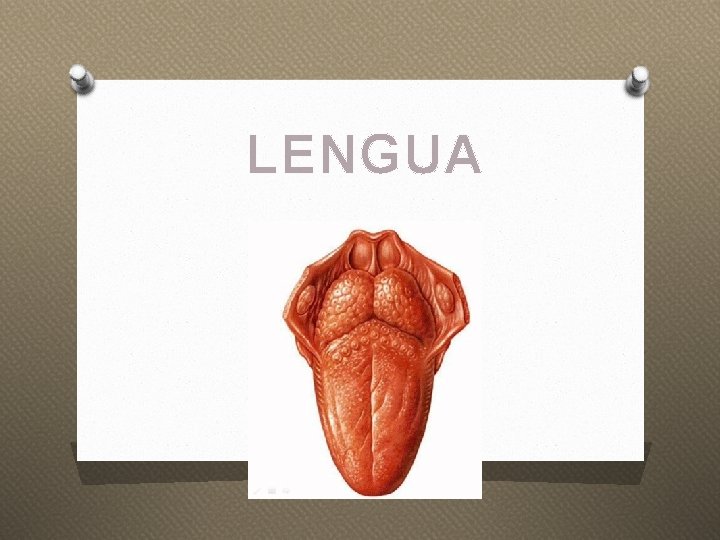 LENGUA O Es un rgano muscular mvil O